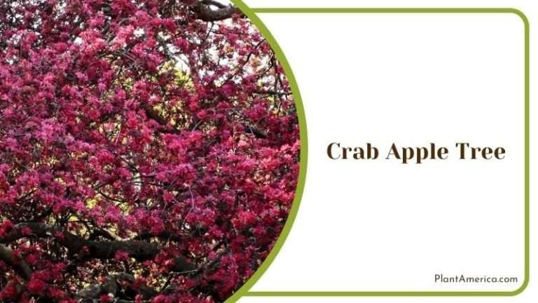 6 Trees With Dark Red Leaves: Vibrant and Eccentric Foliage - Plant America