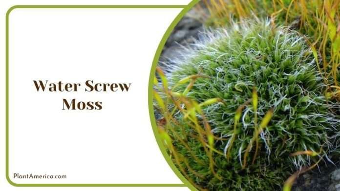 10 Types of Moss for Gardens: For a Stunning Greenery - Plant America