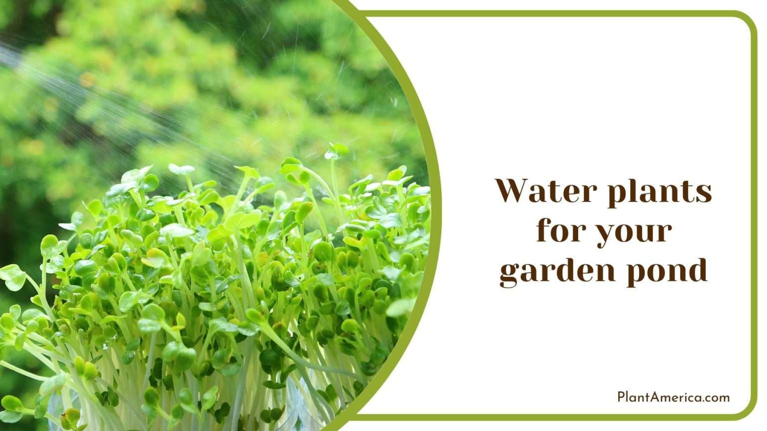 50 Plants That Grow in Water | Exploring Aquatic Plants - Plant America
