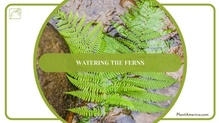 Do Ferns Come Back Every Year? Expect This the Following Year - Plant ...