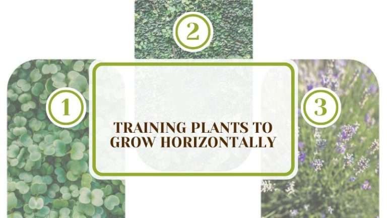 Training Plants To Grow Horizontally: Easy Ways To Shape It - Plant America