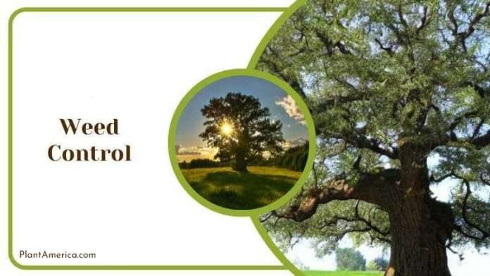 17 Oak Tree Landscaping Ideas: Improve the Aesthetic - Plant America