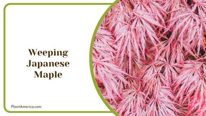 20 Of The Best Trees Under Ten Feet Tall - Plant America