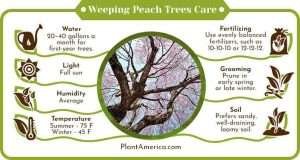 Weeping Peach Trees: How to Grow and Care for Them - Plant America