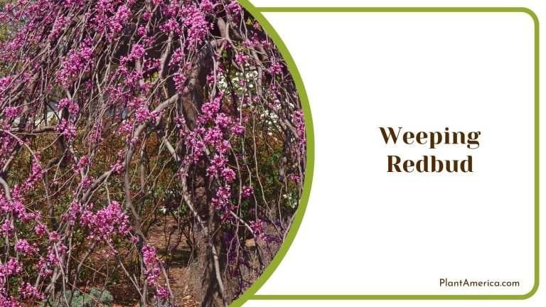 20 Of The Best Trees Under Ten Feet Tall - Plant America