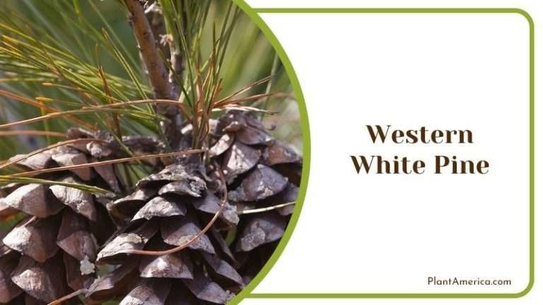 9 Types of Pine Trees in California: An Evergreen Landscape - Plant America
