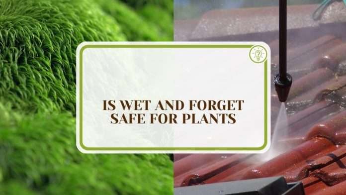 Is Wet and Forget Safe for Plants? The Ways to Use It Safely - Plant ...
