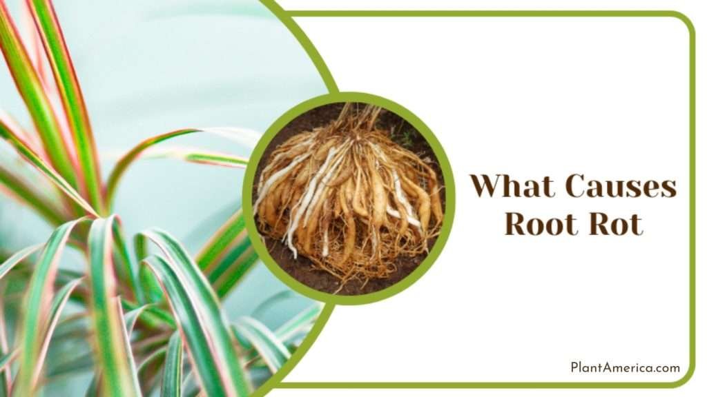 Dracaena Compacta: A Plant for the Secluded Corners of Your House ...