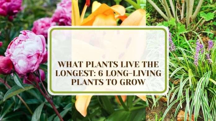 What Plants Live the Longest: 6 Long-Living Plants to Grow - Plant America