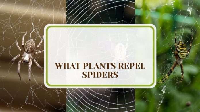 What Plants Repel Spiders: 13 Effective Herbs - Plant America
