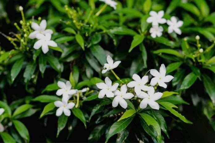 Exotic Angel Plant Care: Exclusive Growing Guide - Plant America