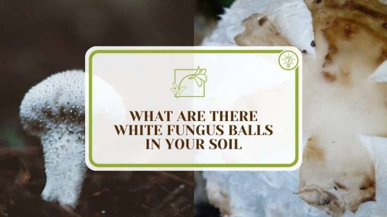 White Fungus Balls in Soil: Are They Puffballs, Stinkhorns, or Eggs ...