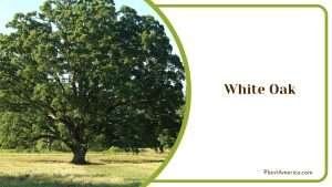 20 Native Texas Trees To Create A Charming Backyard Oasis - Plant America