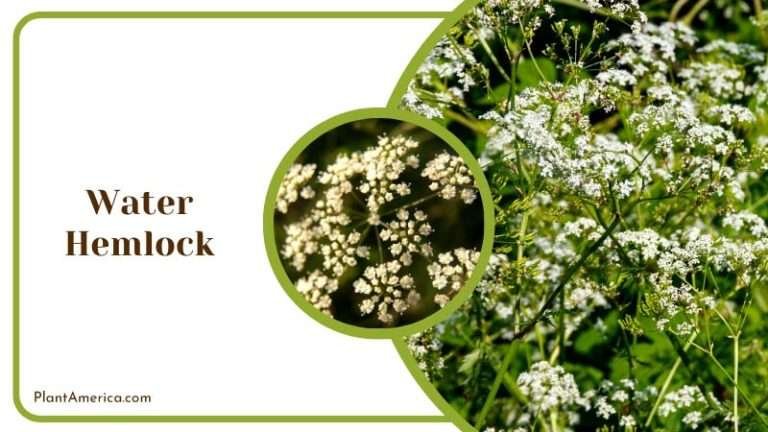 11 Plants That Look Like Poison Hemlock: List of Choices - Plant America