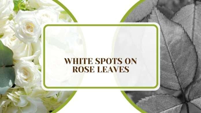 White Spots On Rose Leaves: What Causes Them and Their Fixes - Plant ...