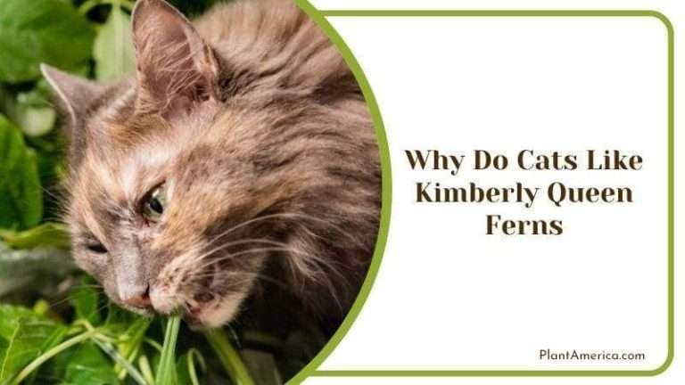 Kimberly Queen Fern Cats - Your Complete Information Reservoir - Plant ...
