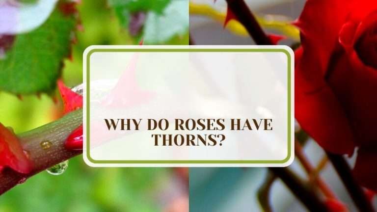 Why Do Roses Have Thorns? Fascinating Gardening Facts - Plant America