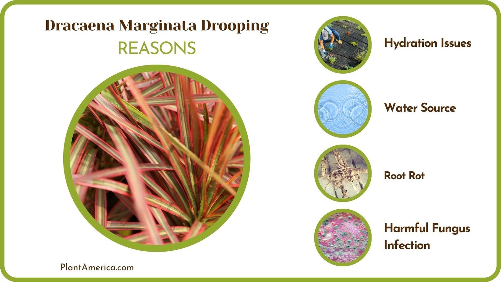 Dracaena Marginata Drooping: Reasons and Helpful Remedies - Plant America
