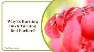 When Do Burning Bushes Turn Red: The Right Time for Vibrancy - Plant ...