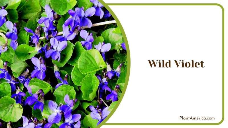 10 Weeds With Purple Flowers: Bright Blossoms You Must Know - Plant America