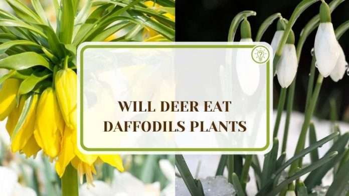 Will Deer Eat Daffodils Plants: Why it Keep Off the Plant - Plant America