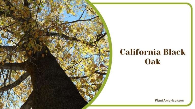 16 California Oak Trees That Thrive in Most Climates - Plant America