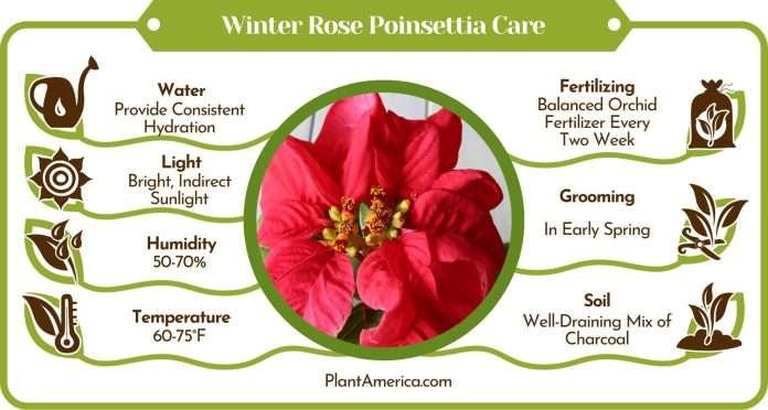 Winter Rose Poinsettia: Some Care Tips You Wish You Knew Earlier ...
