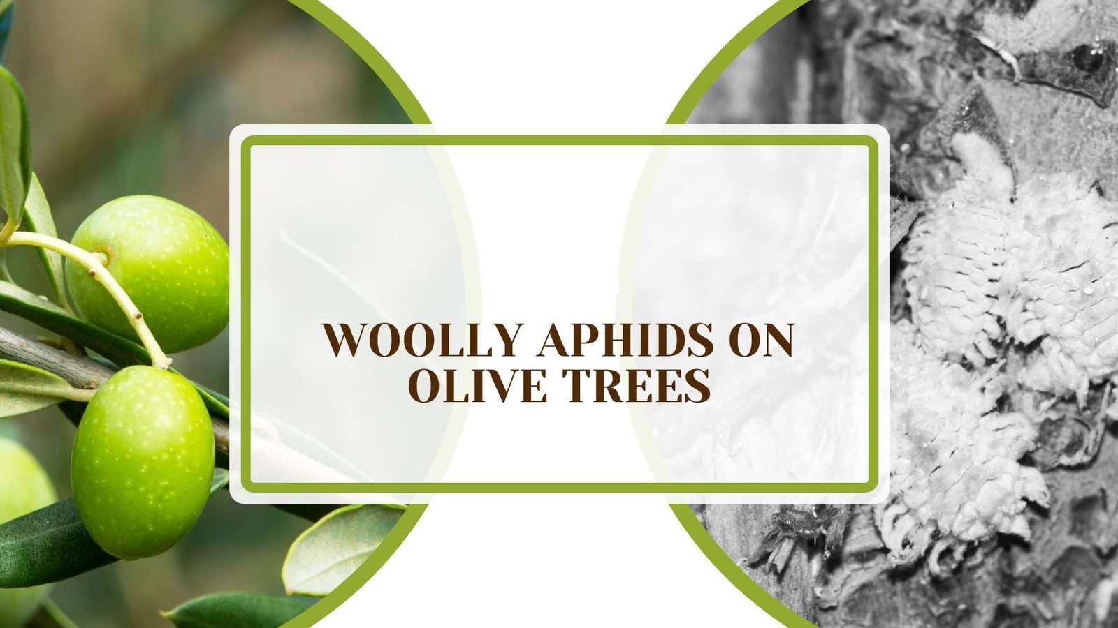 How To Get Rid of Woolly Aphids on Olive Trees Efficiently - Plant America