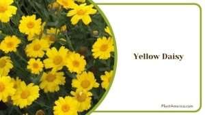 24 Types of Daisies You Need To Know for Your Home Garden - Plant America