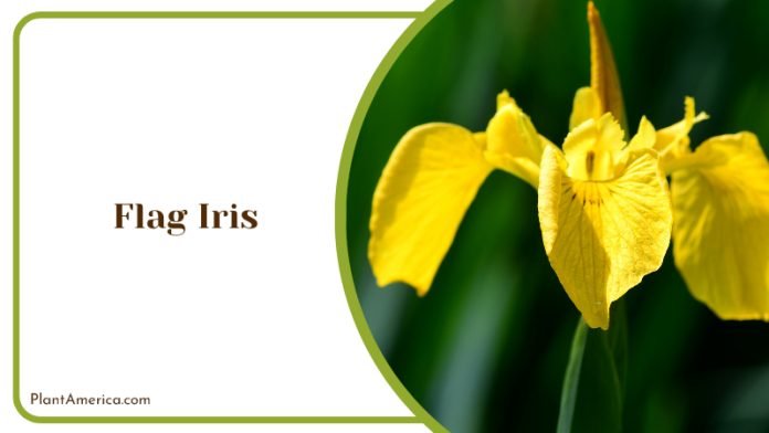 19 Plants That Like Wet Soil: List of Water Lovers - Plant America