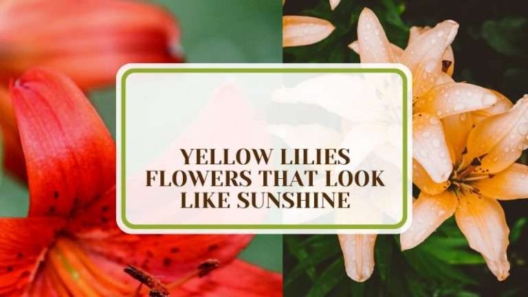 Nine Yellow Lilies Flowers That Look Like Sunshine - Plant America