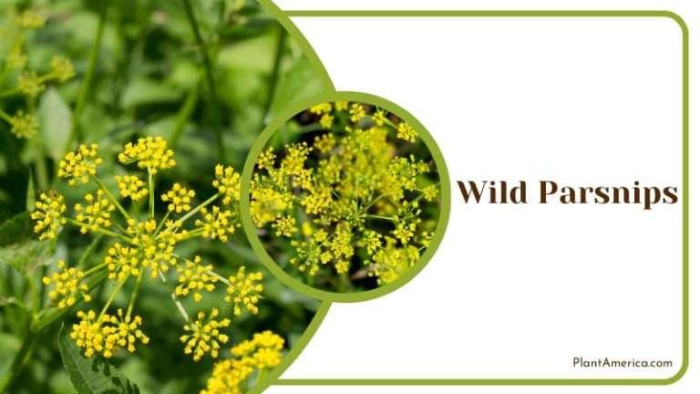 11 Plants That Look Like Poison Hemlock: List of Choices - Plant America