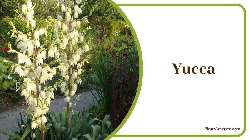 13 Slug Repellent Plants To Protect Your Garden Landscape - Plant America