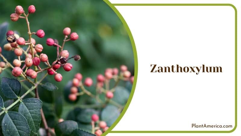 13 Fabulous Plants that Start with Z: An Interesting Guide - Plant America