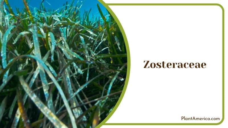 13 Fabulous Plants that Start with Z: An Interesting Guide - Plant America