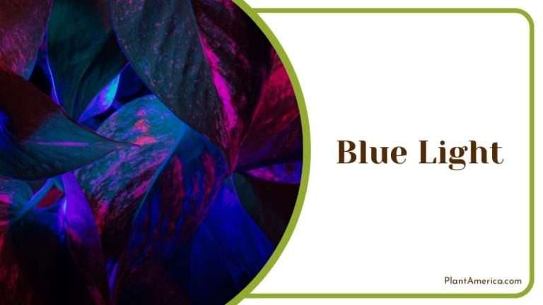 Does the Color of Light Affect Plants Growth: Know the Hues - Plant America