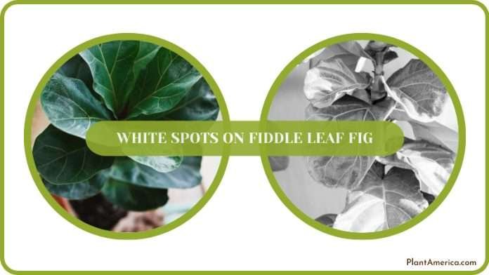 White Spots On Fiddle Leaf Fig: Are Your Figs Safe? - Plant America