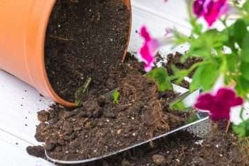How To Sterilize Potting Soil: Methods You Can Easily Use at Home ...