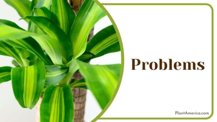Dracaena Massangeana Care: A Variegated Shrub Perfect for Homes and ...