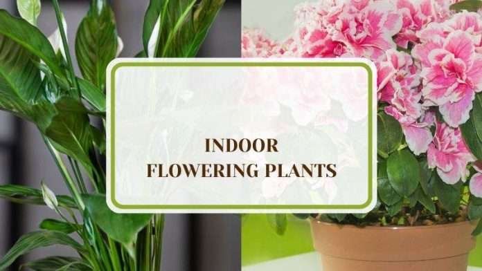 25 Indoor Flowering Plants That Bloom All Year Long - Plant America