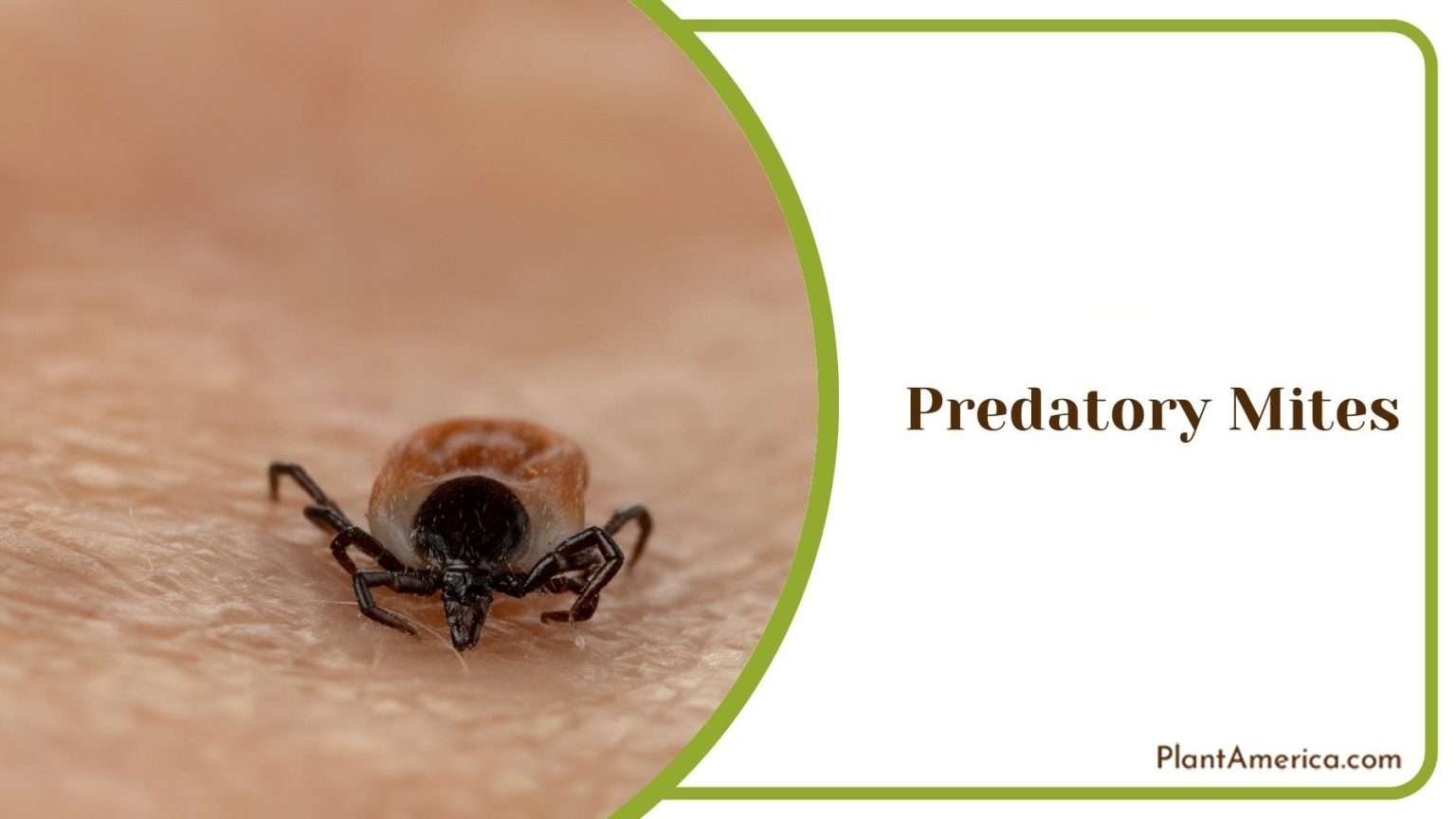 Predators on Mealybugs: Top 12 Predators You Can Release - Plant America