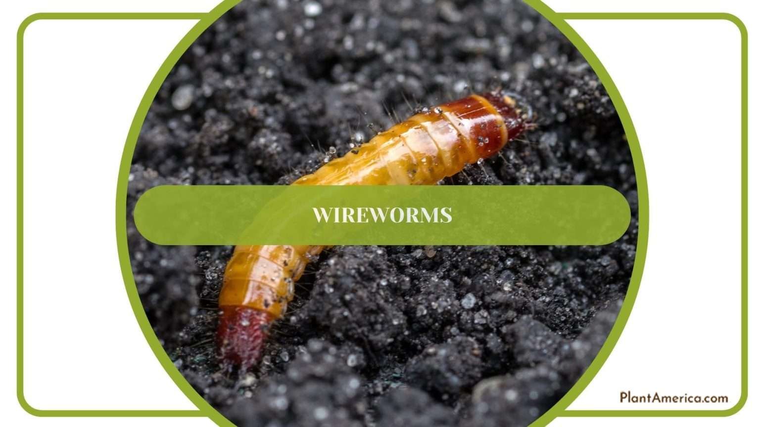 Translucent Small Clear Worm - What Are These Creatures? - Plant America