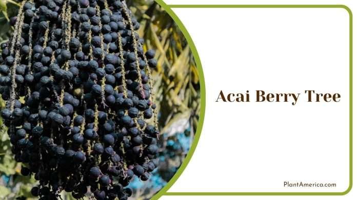 10 Berry Trees With the Most Delicious Fruits To Harvest - Plant America