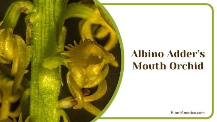 Can Plants Be Albino: How They Look Like and The Causes - Plant America