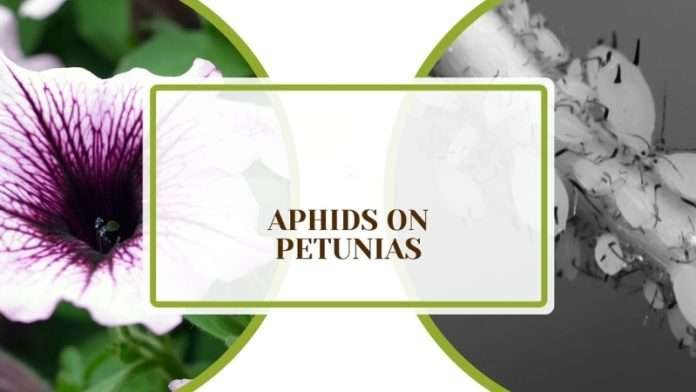 Aphids On Petunias: Their Causes and How to Get Rid of Them - Plant America