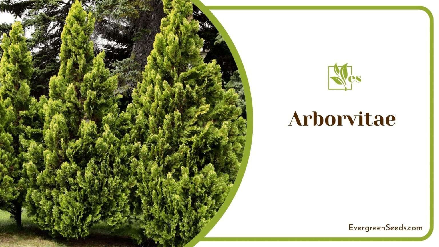 13 Best Trees for Privacy You Should Consider for Your Yard - Plant America