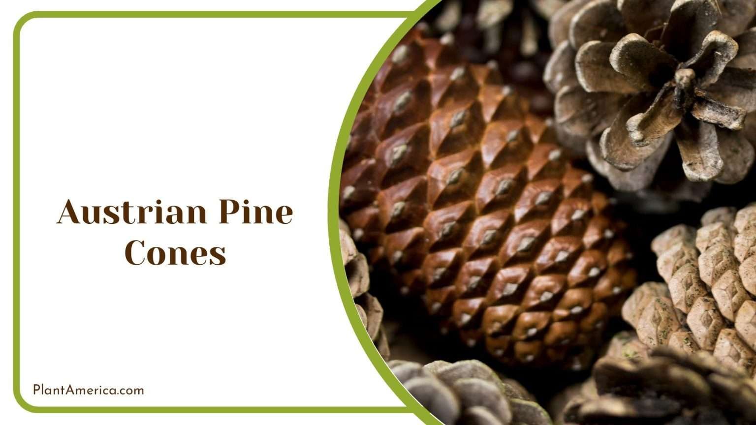 15 Types of Pine Cones For a Stunning Yard Landscape - Plant America