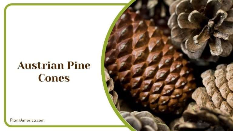 15 Types of Pine Cones For a Stunning Yard Landscape - Plant America