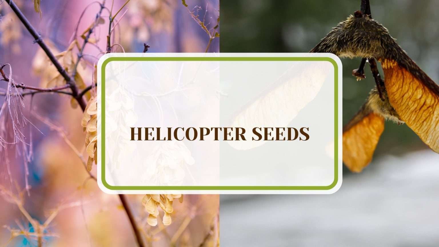 10 Helicopter Seeds That Stand Out From The Pack - Plant America