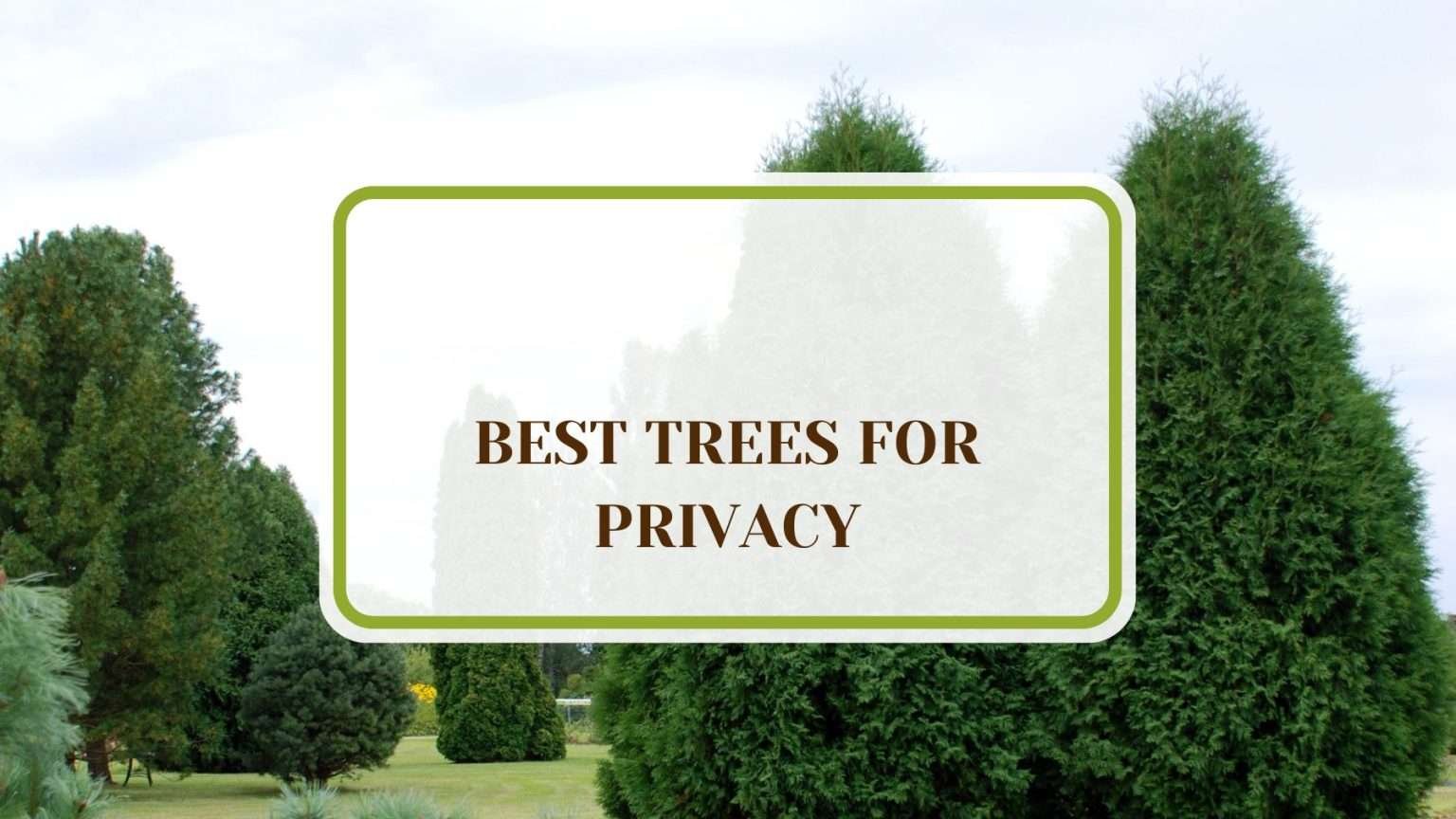 13 Best Trees for Privacy You Should Consider for Your Yard - Plant America
